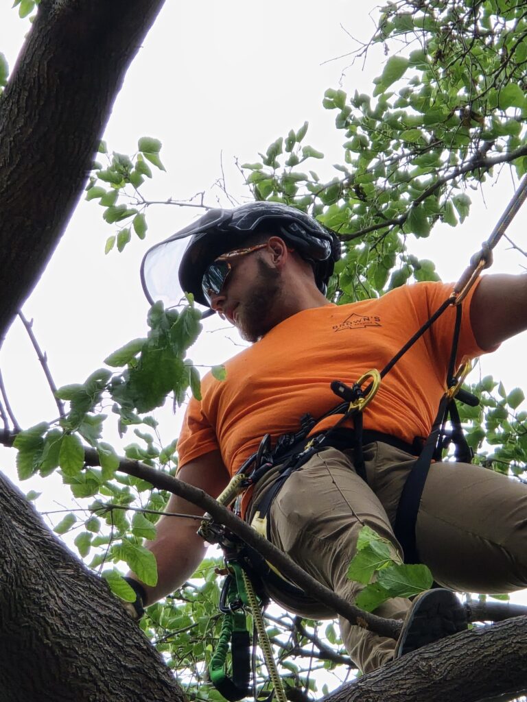 Cool Review About Topeka Tree Service
